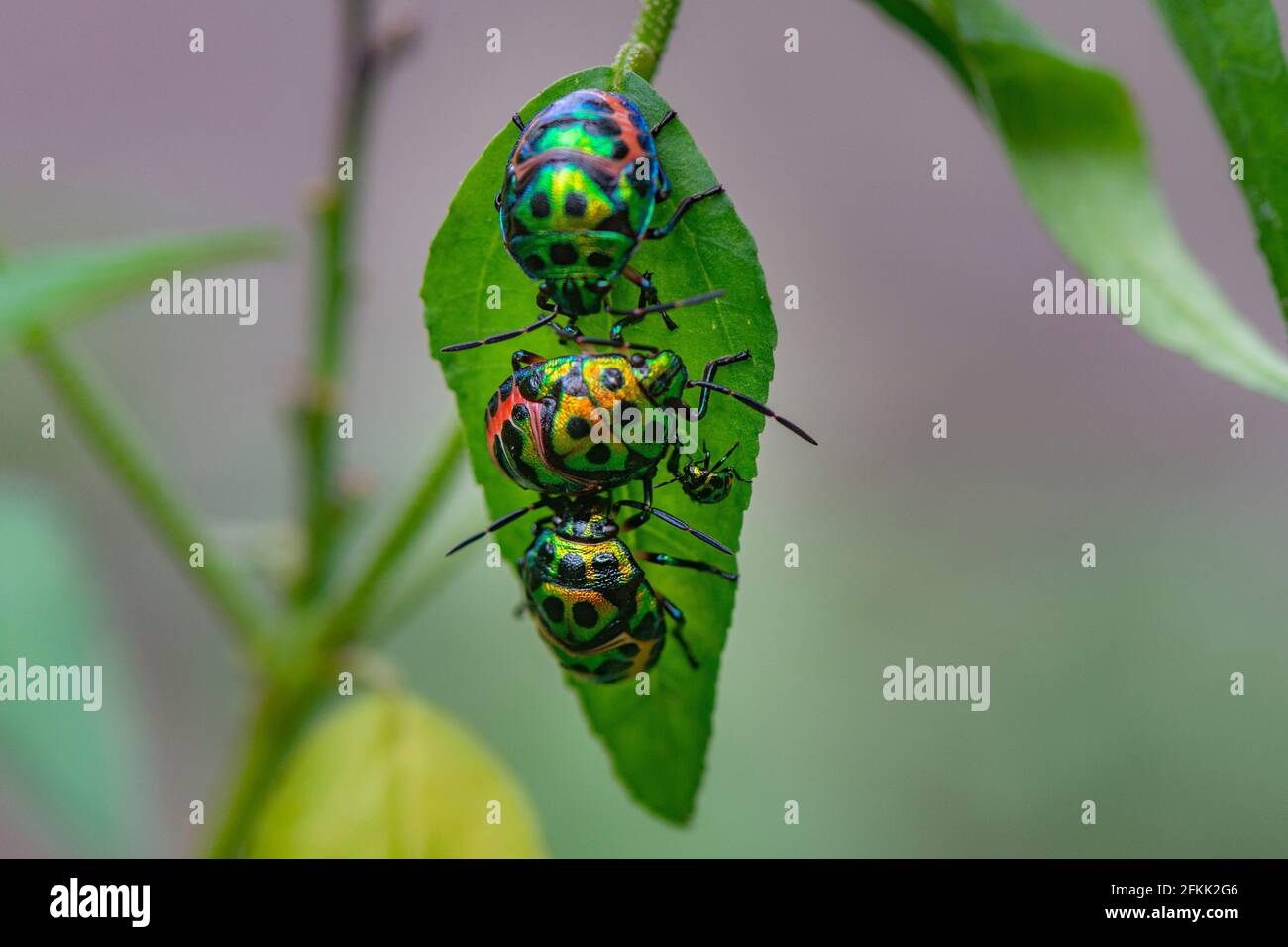 Jute insect hi-res stock photography and images - Alamy