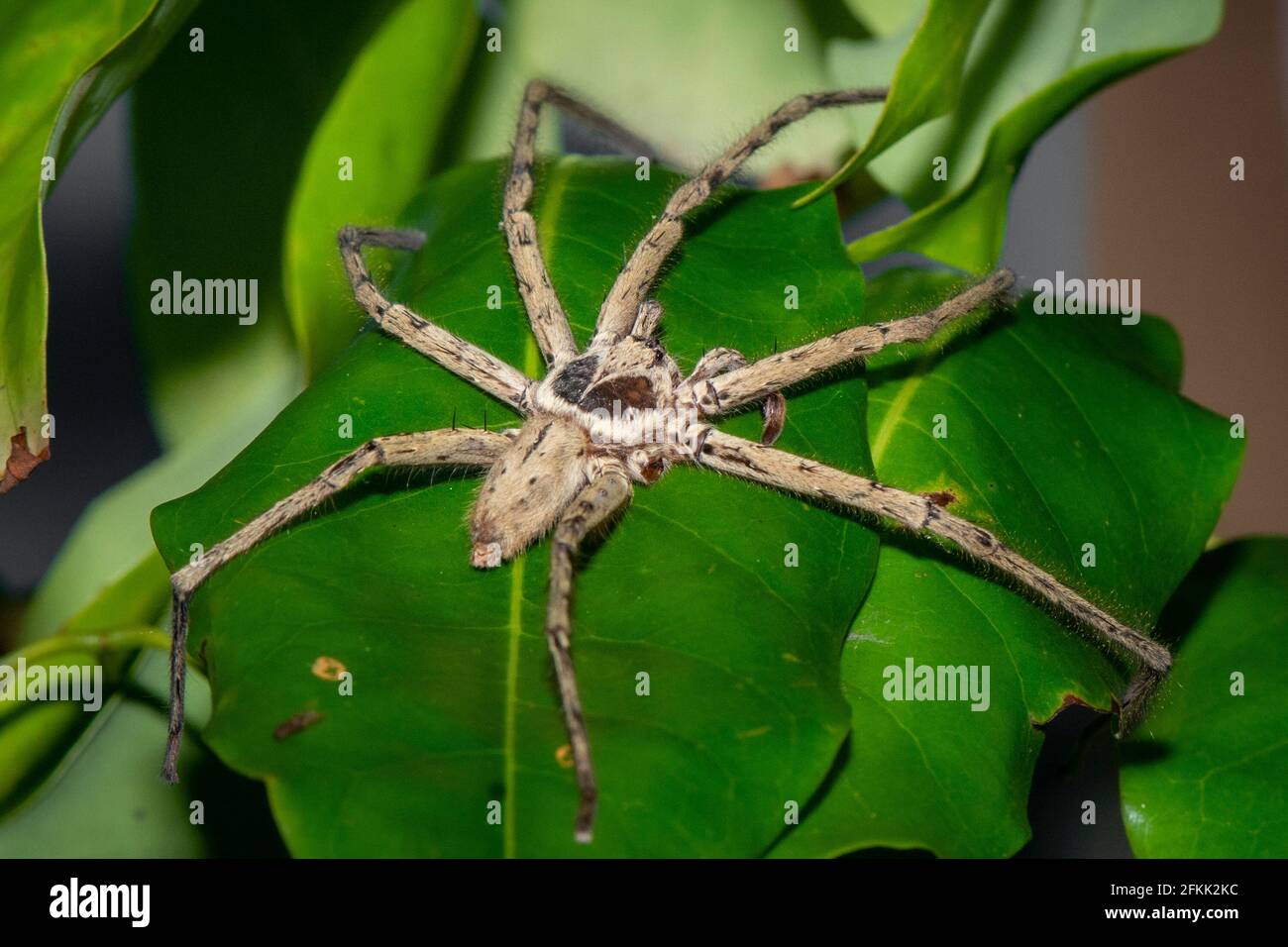 Jute insect hi-res stock photography and images - Alamy