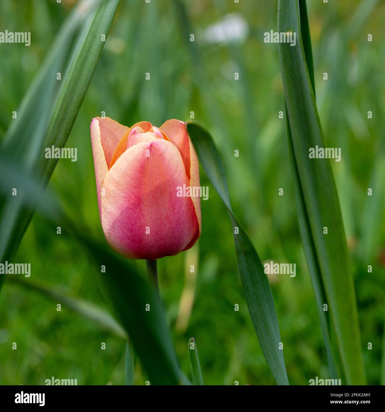 Beautiful spring colours hi-res stock photography and images - Alamy