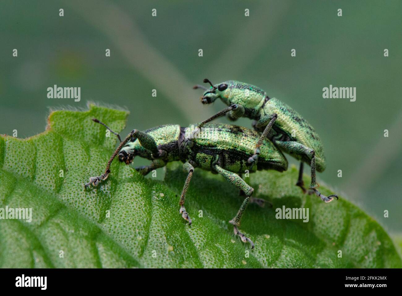 Jute insect hi-res stock photography and images - Alamy