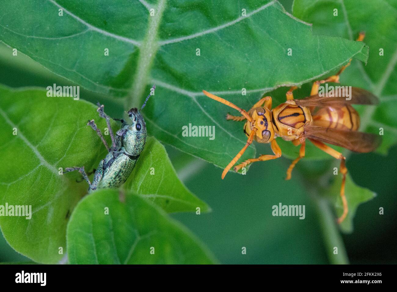 Jute insect hi-res stock photography and images - Alamy