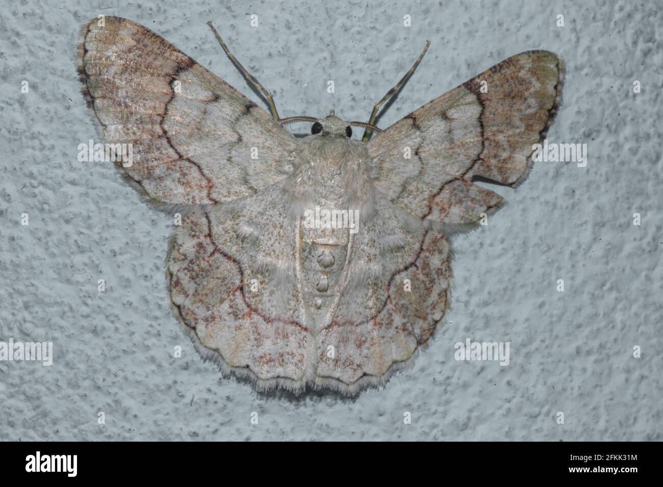 Jute insect hi-res stock photography and images - Alamy