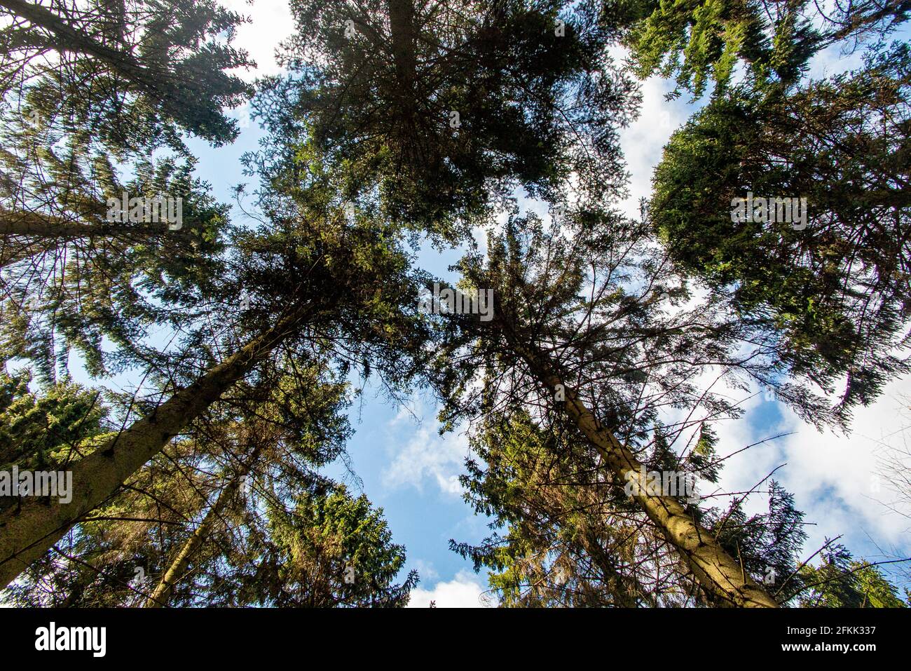 A wide angle view of tall fir trees in an English forest Stock Photo ...