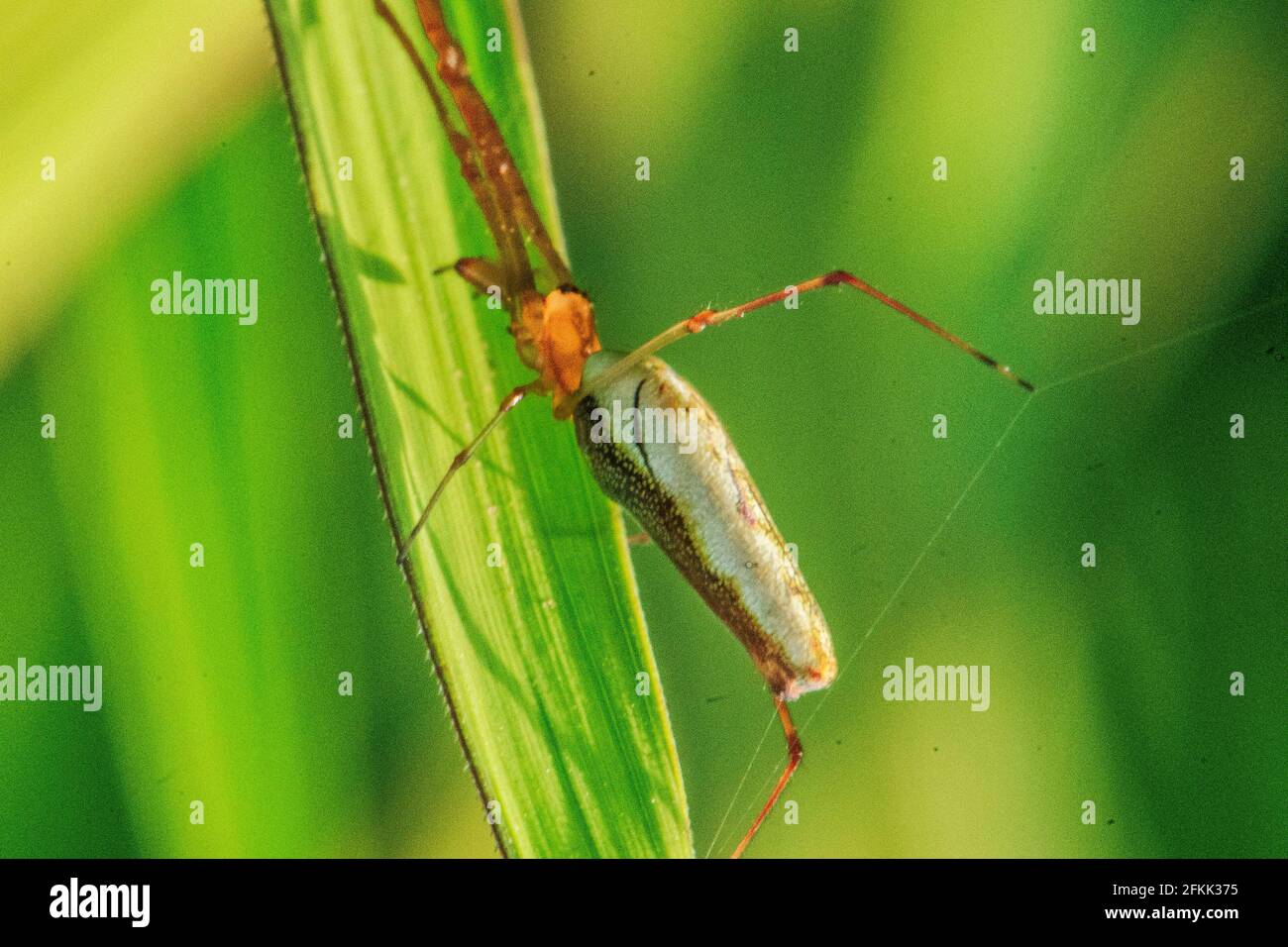 Jute insect hi-res stock photography and images - Alamy