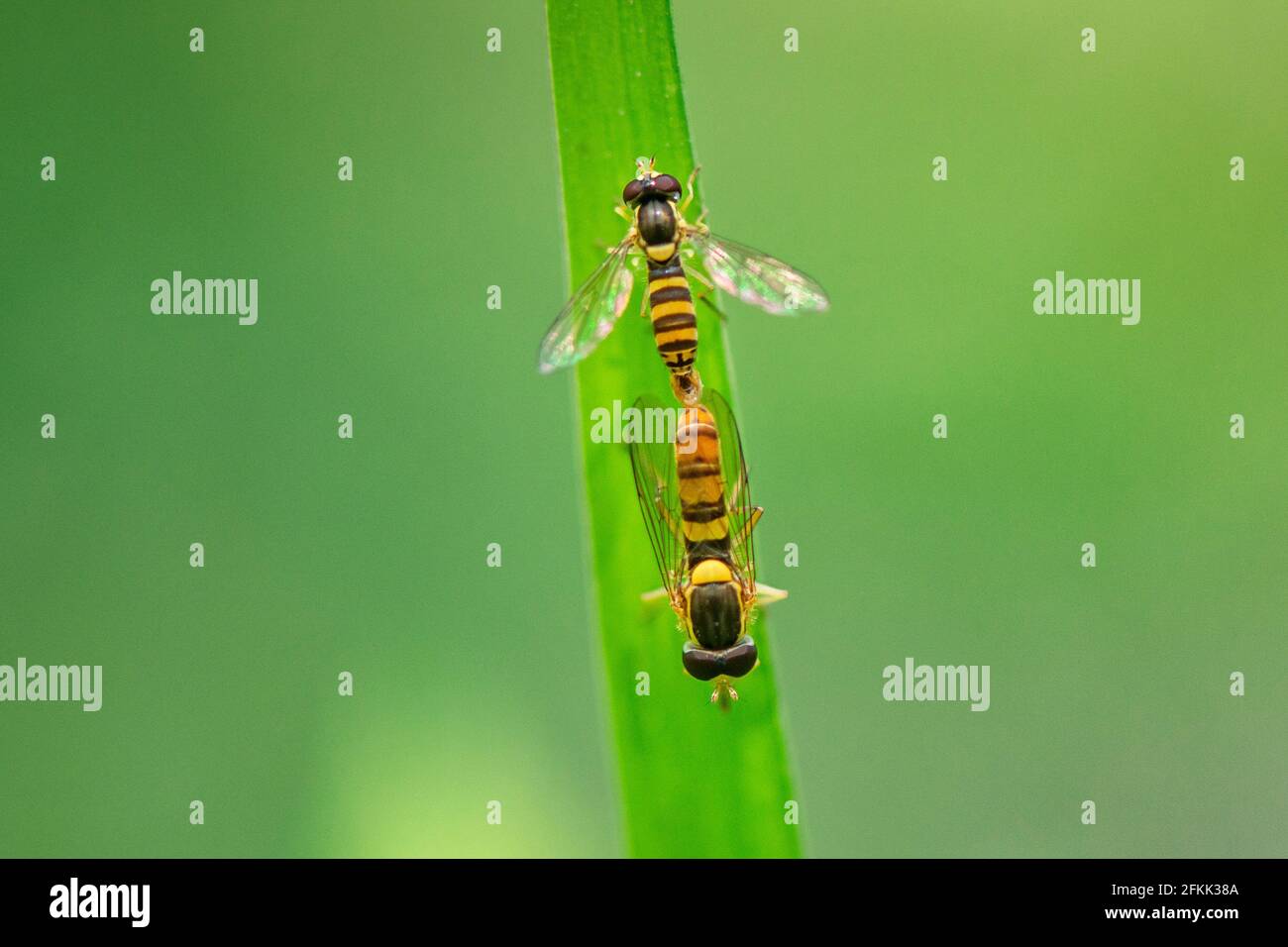 Jute insect hi-res stock photography and images - Alamy