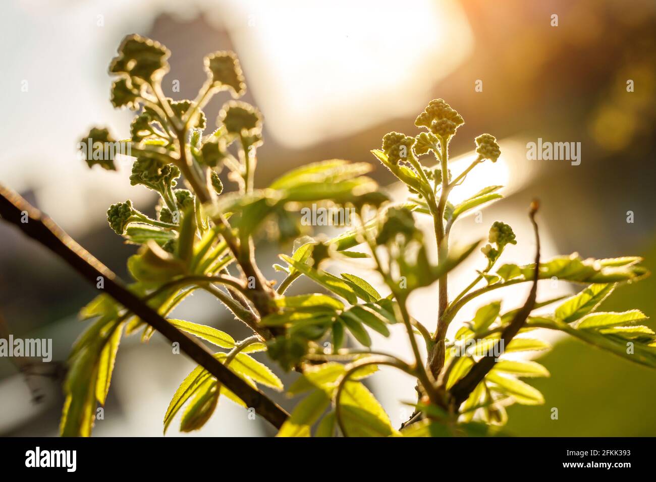 Ash-tree blossoms in springtime. Leaves on sunset Stock Photo - Alamy