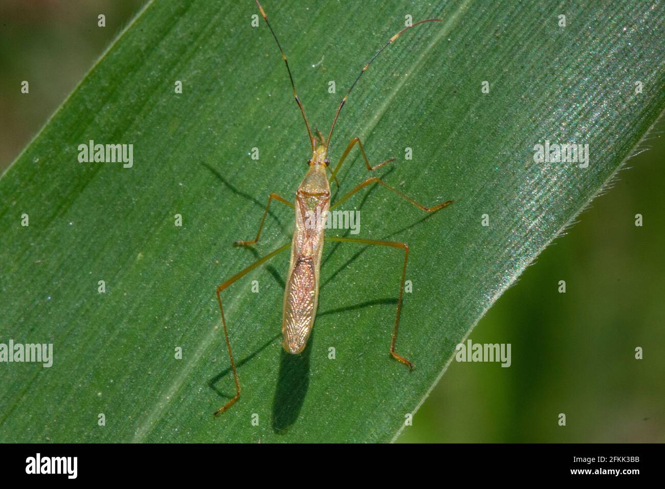 Jute insect hi-res stock photography and images - Alamy
