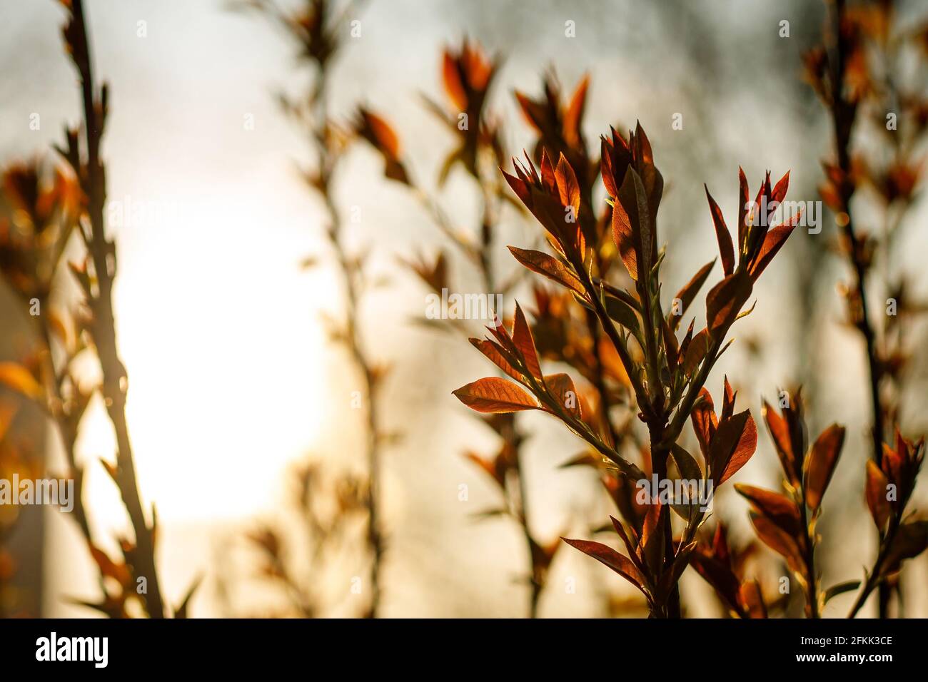Plants background on a golden sunset Stock Photo - Alamy