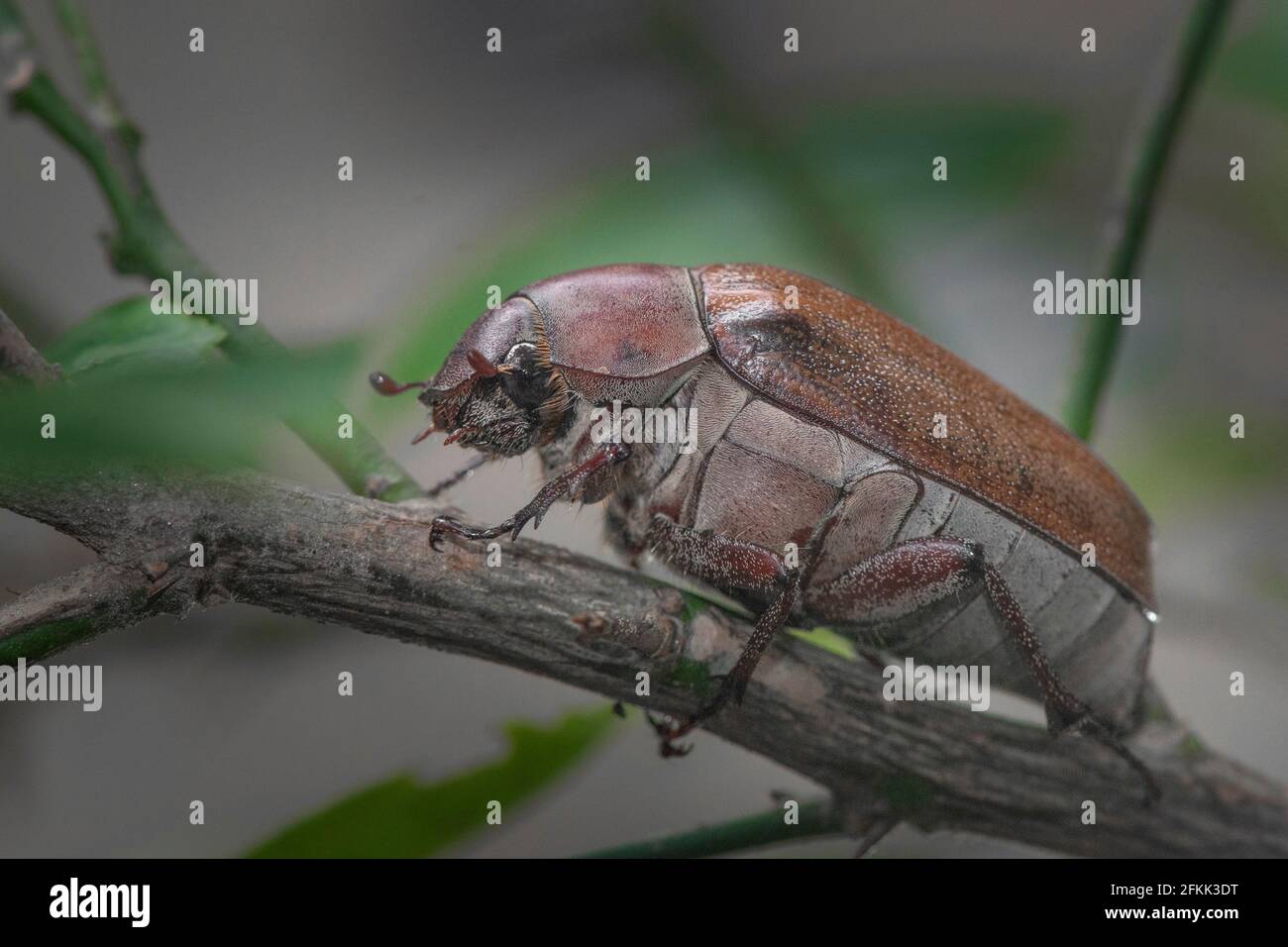 Jute insect hi-res stock photography and images - Alamy