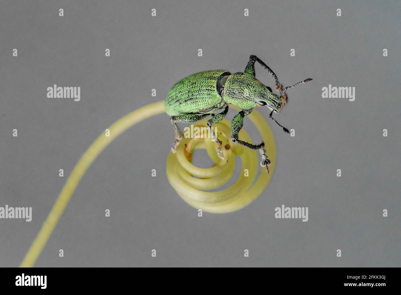 Jute insect hi-res stock photography and images - Alamy