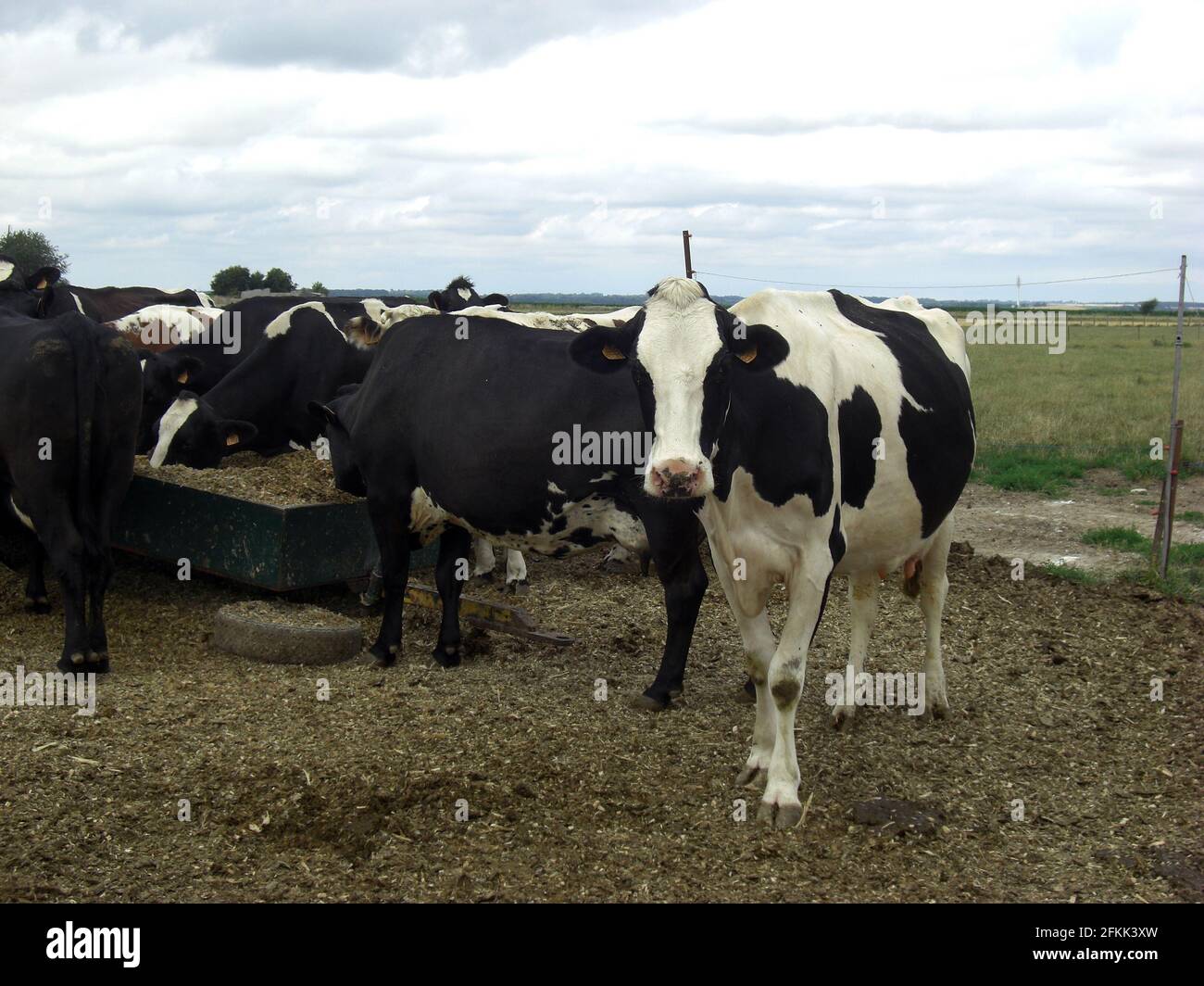 Betail High Resolution Stock Photography and Images - Alamy