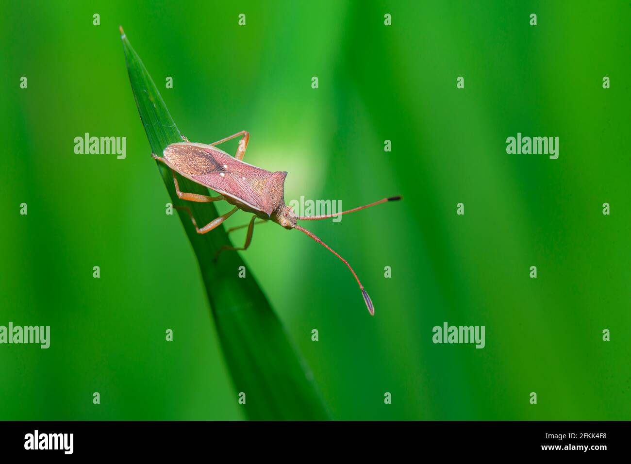 Jute insect hi-res stock photography and images - Alamy