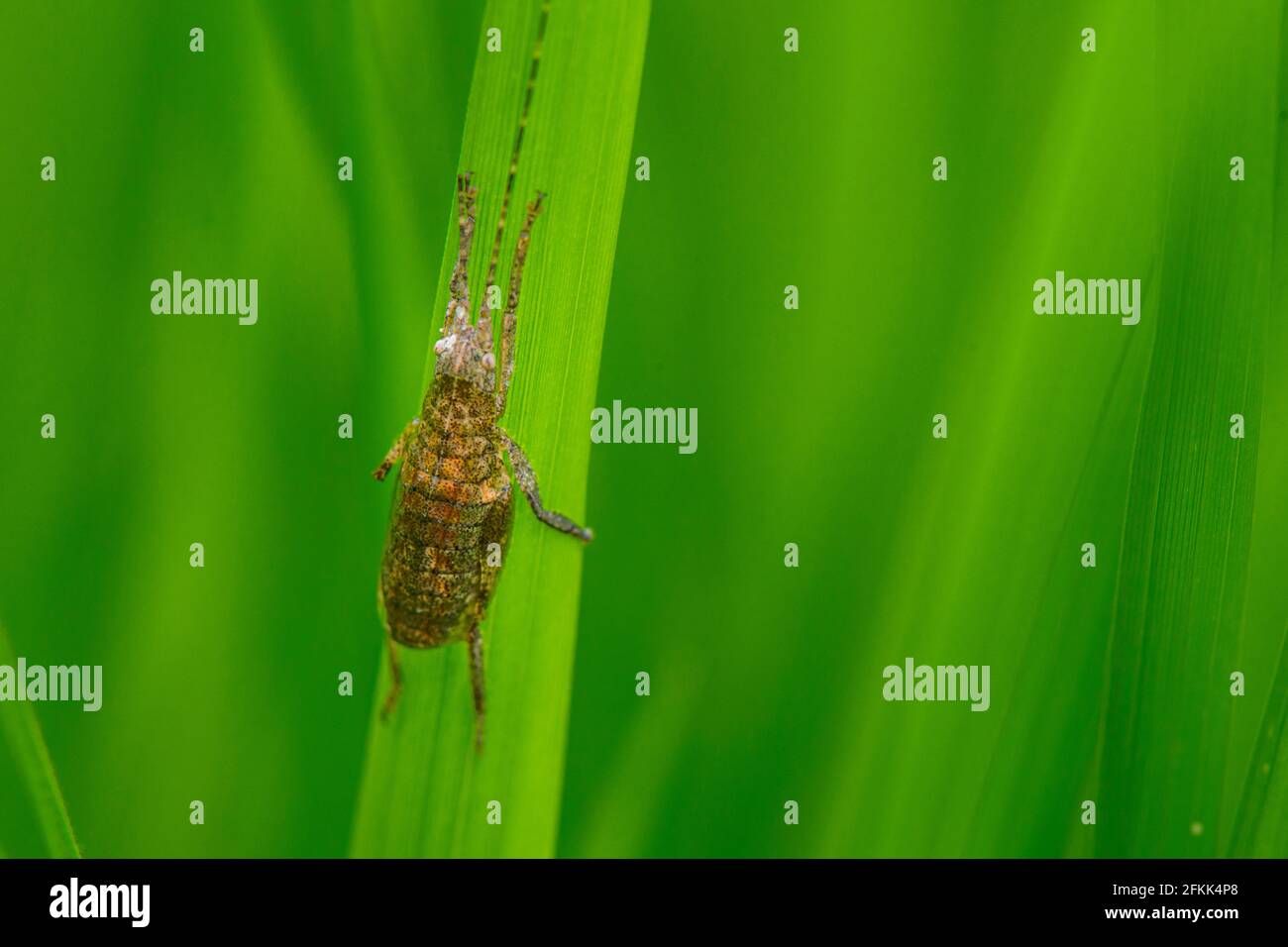 Jute insect hi-res stock photography and images - Alamy