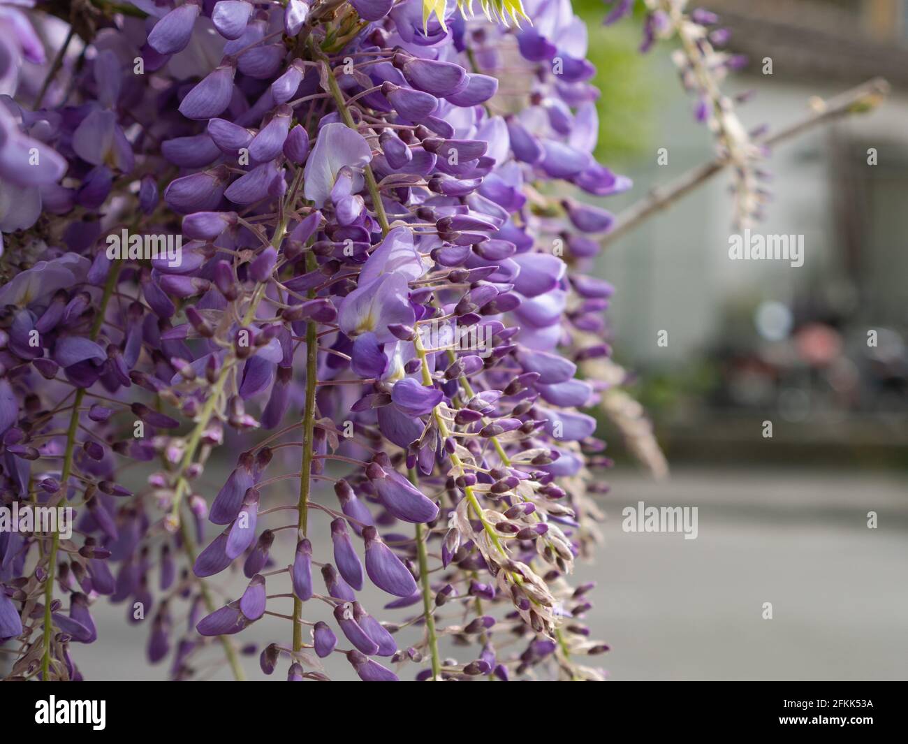 Beautiful cascade wisteria flowers hi-res stock photography and images - Alamy