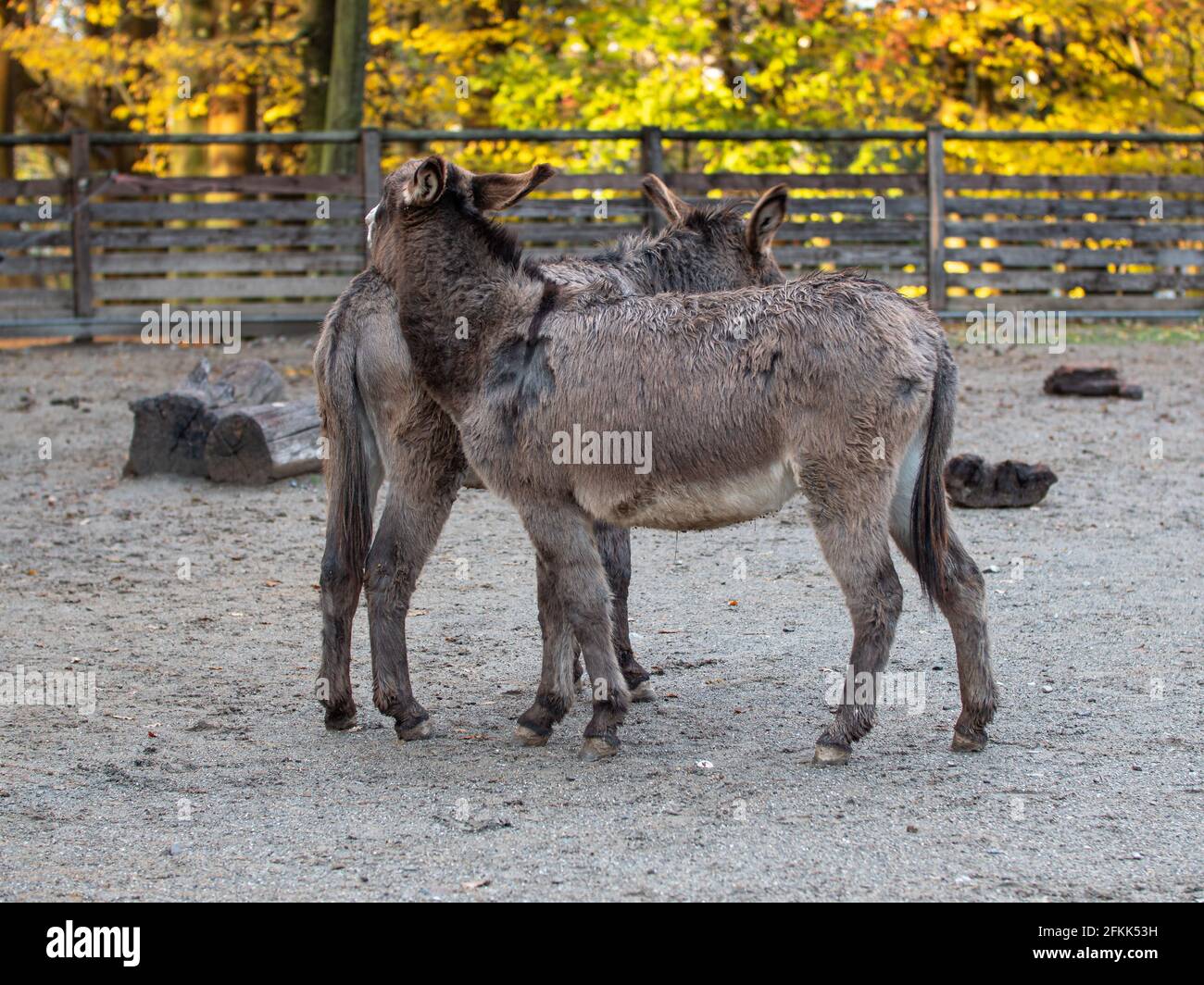 Two Donkeys Playing Together inside a Farm Fence Stock Photo - Alamy