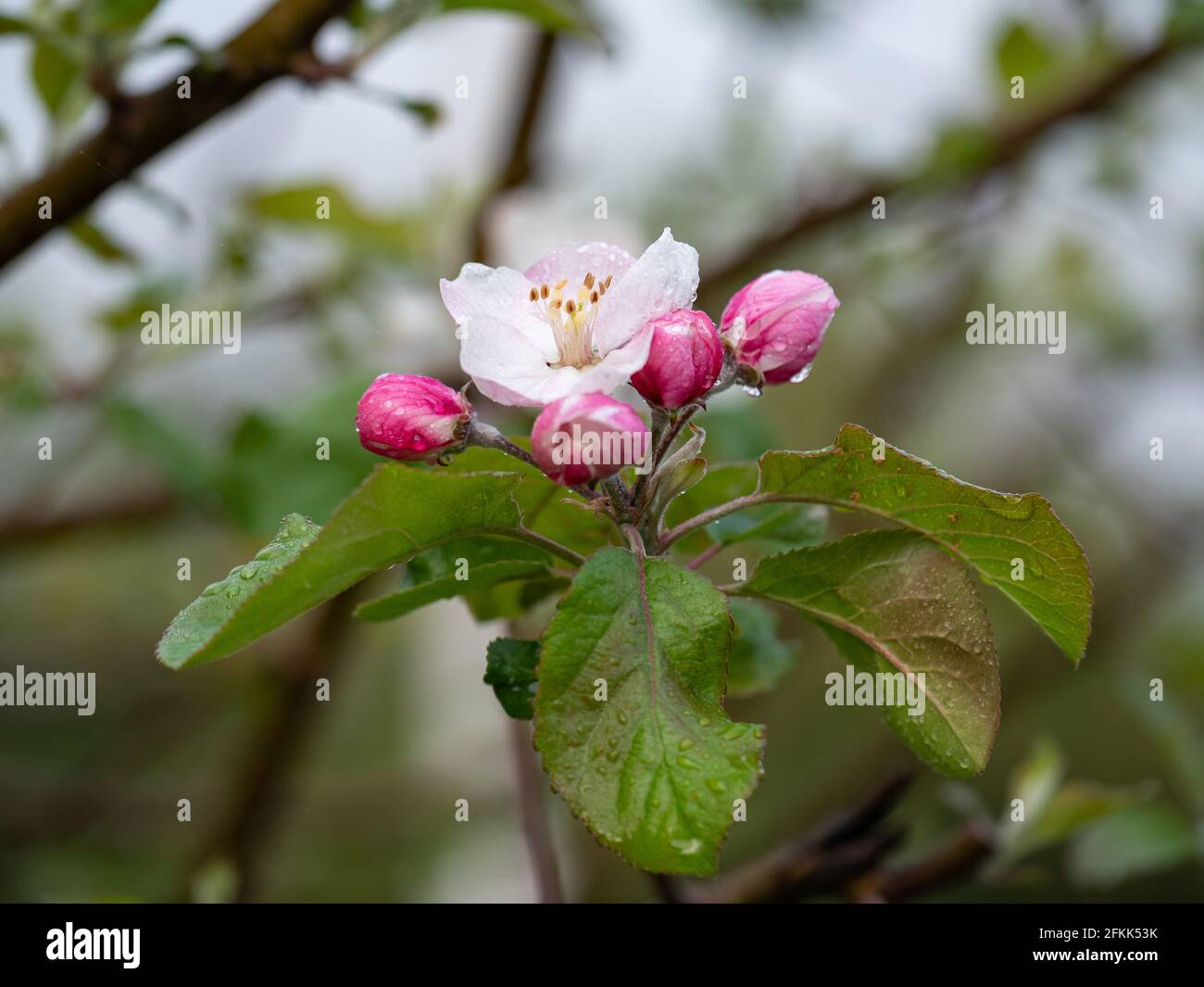 White and Rose Cherry Blossoms just Bloomed on a Tree with raindrops ...