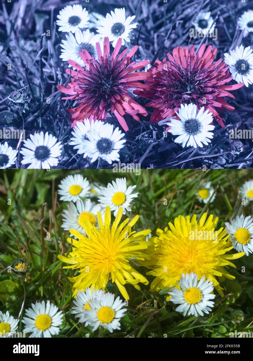 Comparison of possible bee or insect vision in different part visible ...