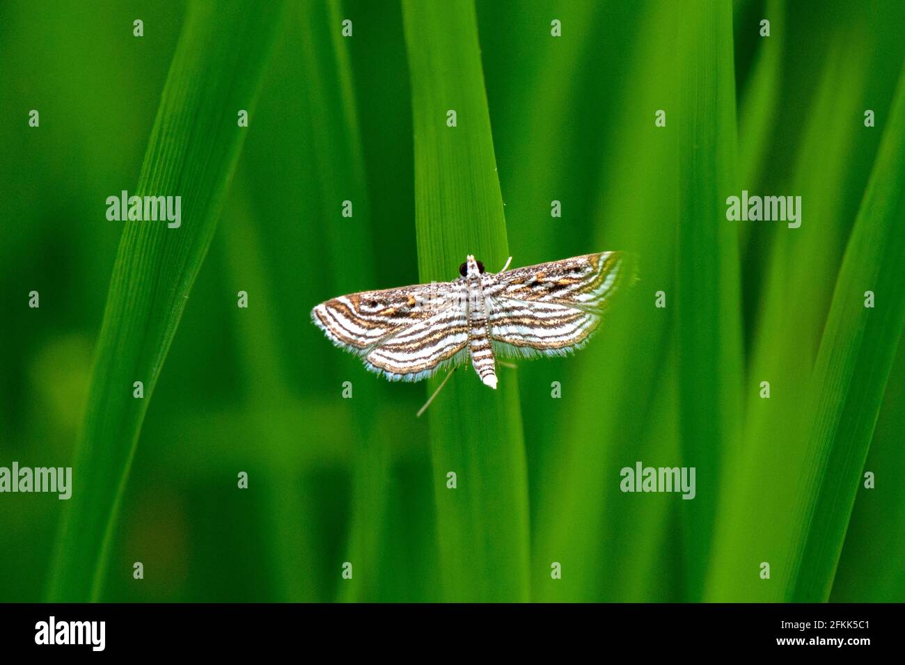 Jute insect hi-res stock photography and images - Alamy