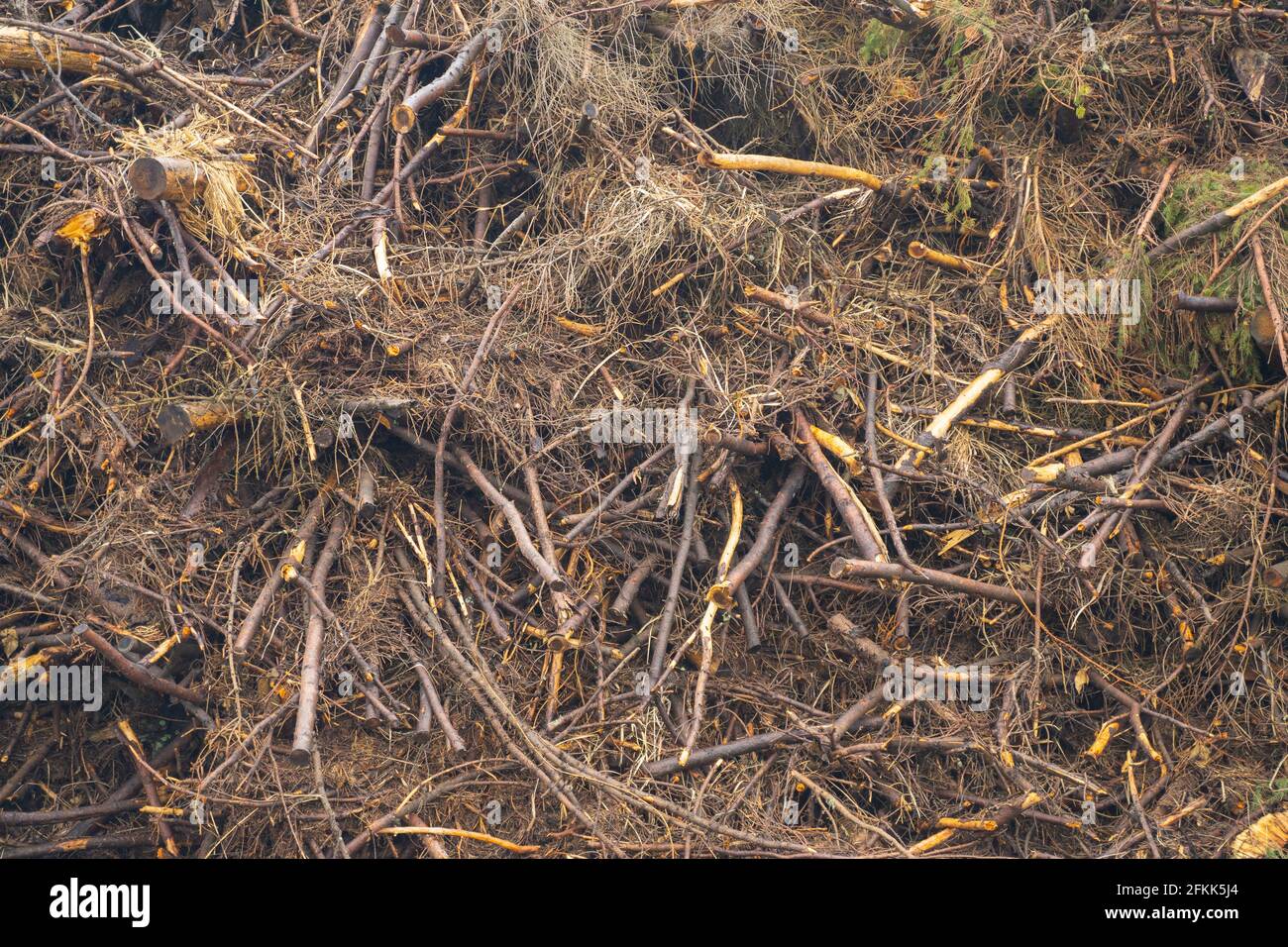 cut tree pieces as stack Stock Photo - Alamy