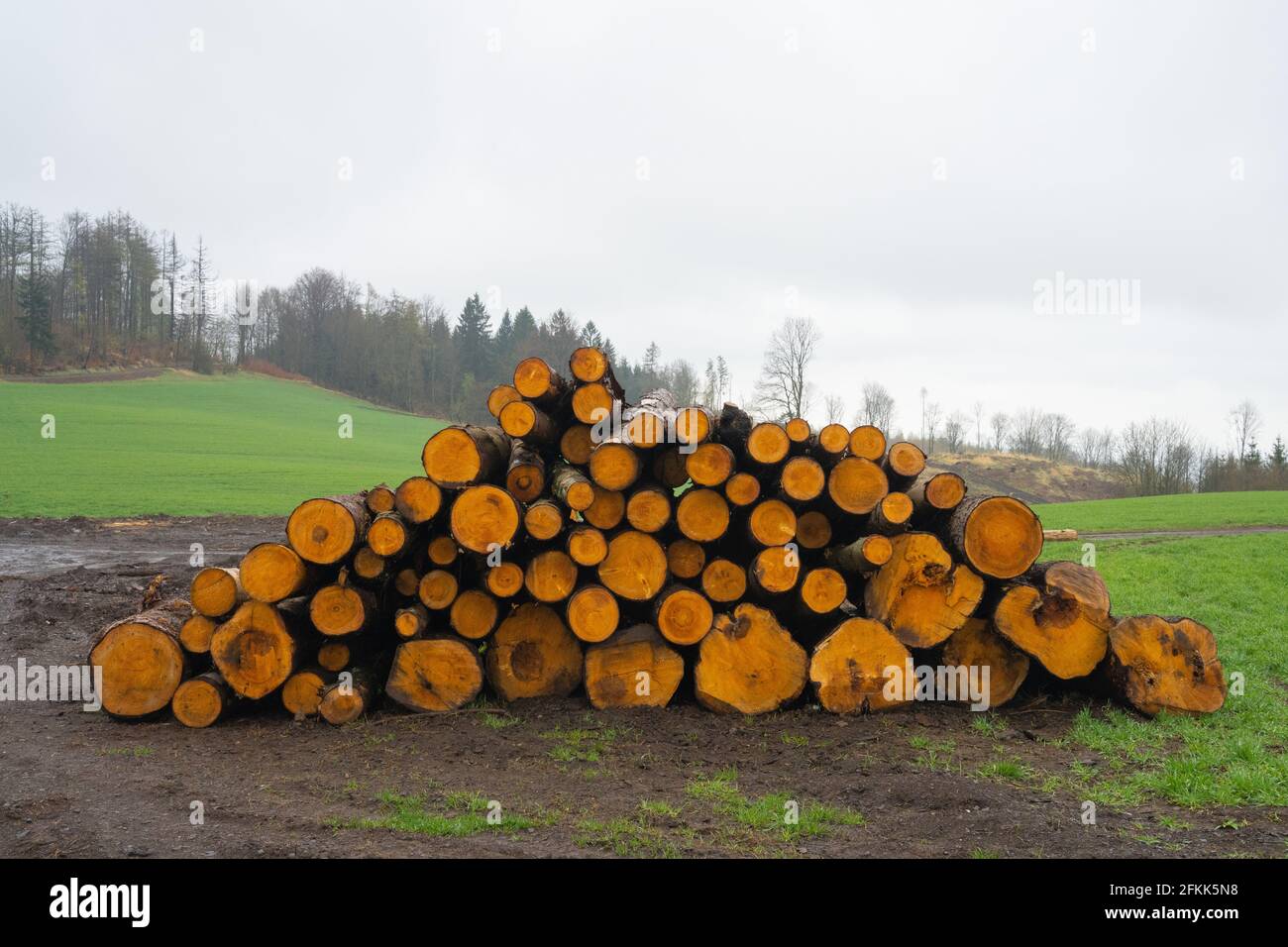 stack of cut trees lying on ground Stock Photo - Alamy