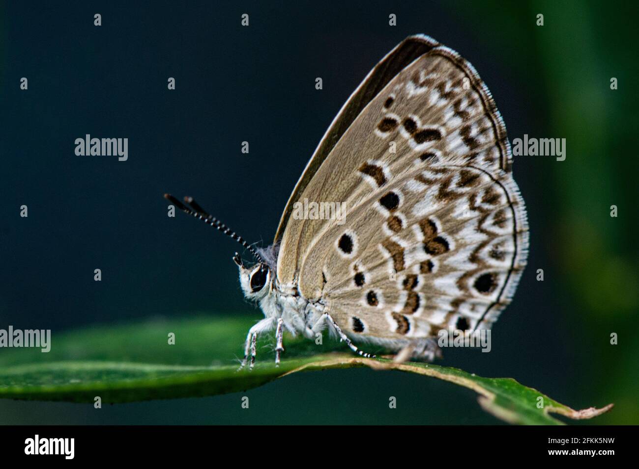 Lipaphis erysimi hi-res stock photography and images - Alamy
