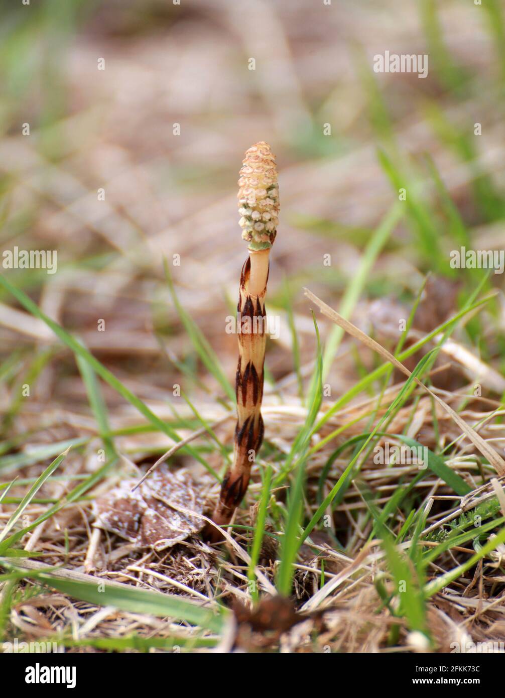 Common horsetail equisetum arvense stems hi-res stock photography and ...