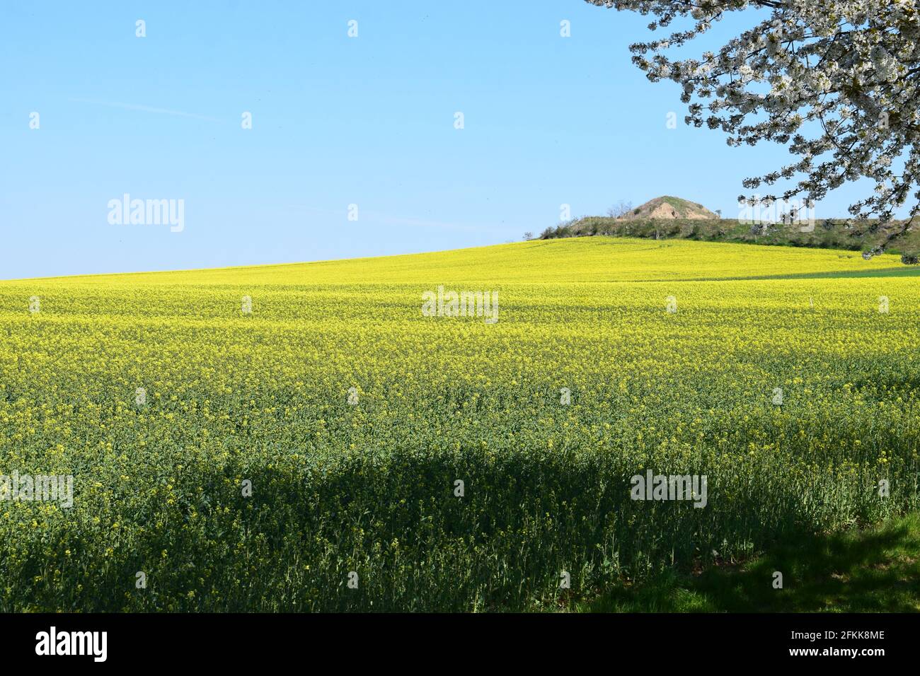 yellow fields in the Eifel Stock Photo - Alamy