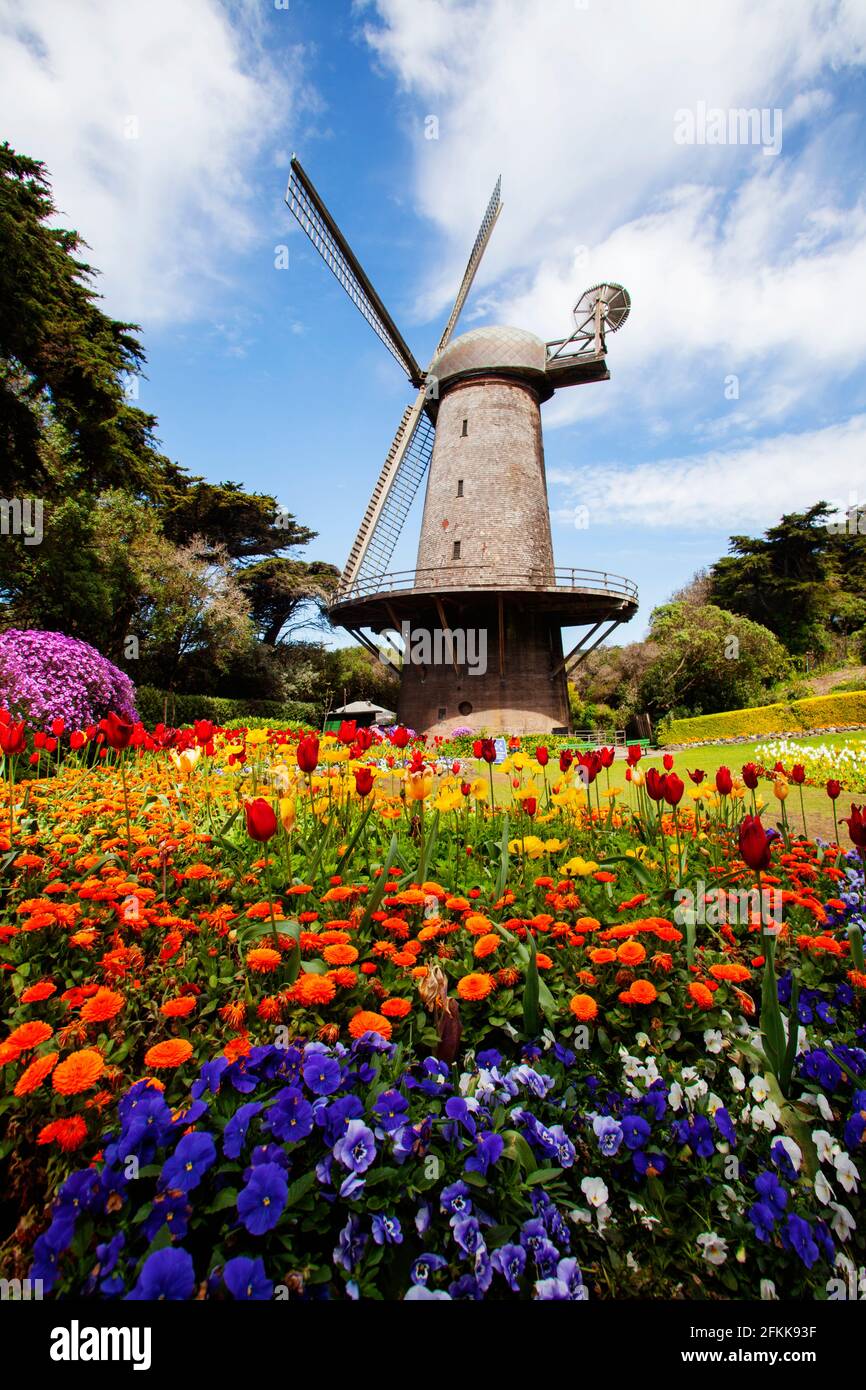 Dutch Windmill in Golden Gate Park, San Francisco Stock Photo - Alamy