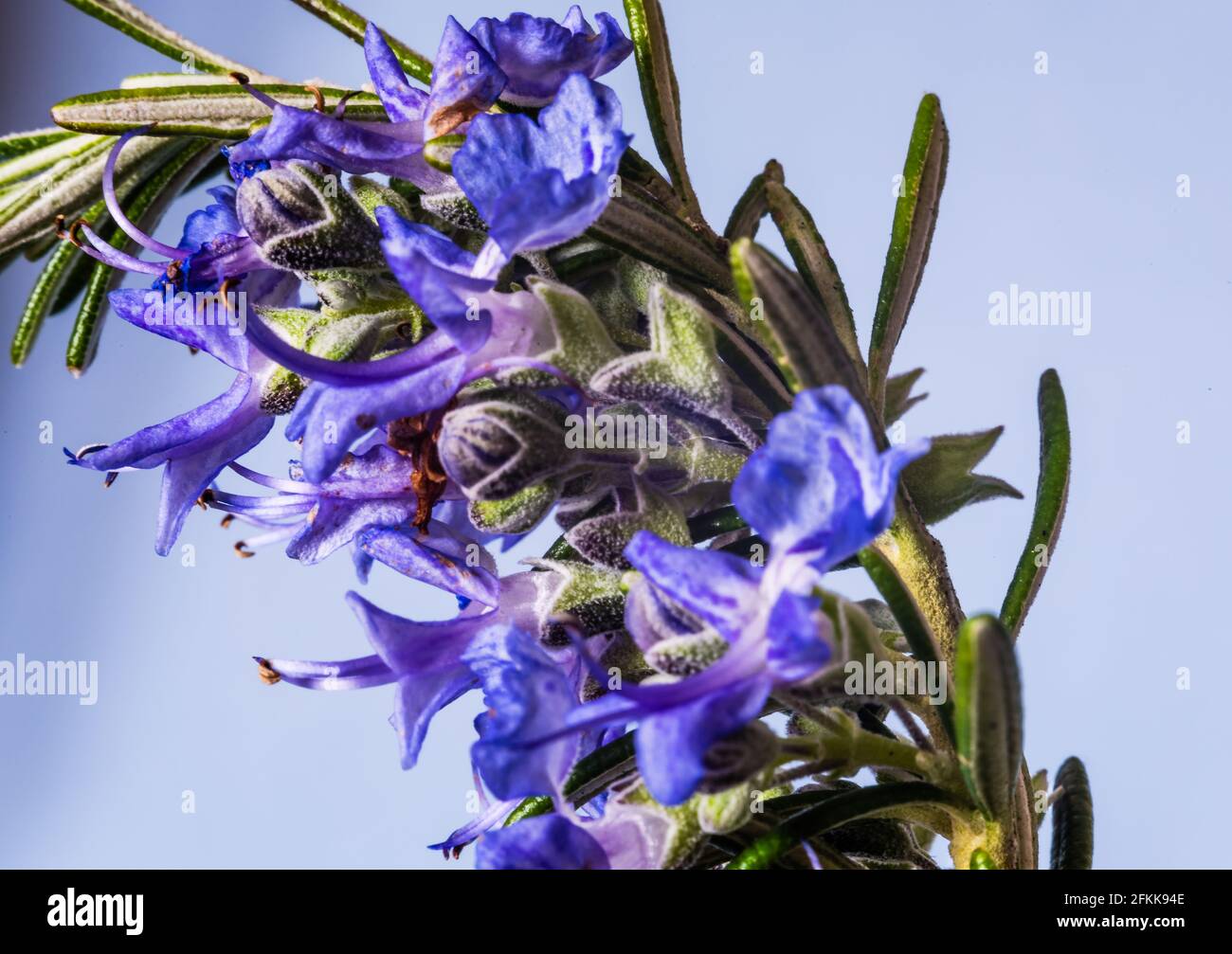 Rosmarinus pont du raz hi-res stock photography and images - Alamy