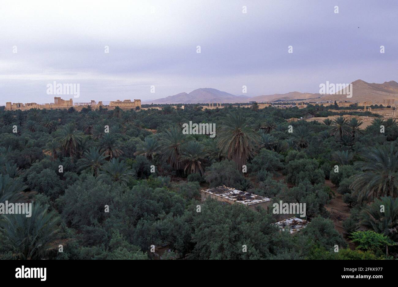 Oasis and palm trees in Palmyra, Syria Stock Photo - Alamy
