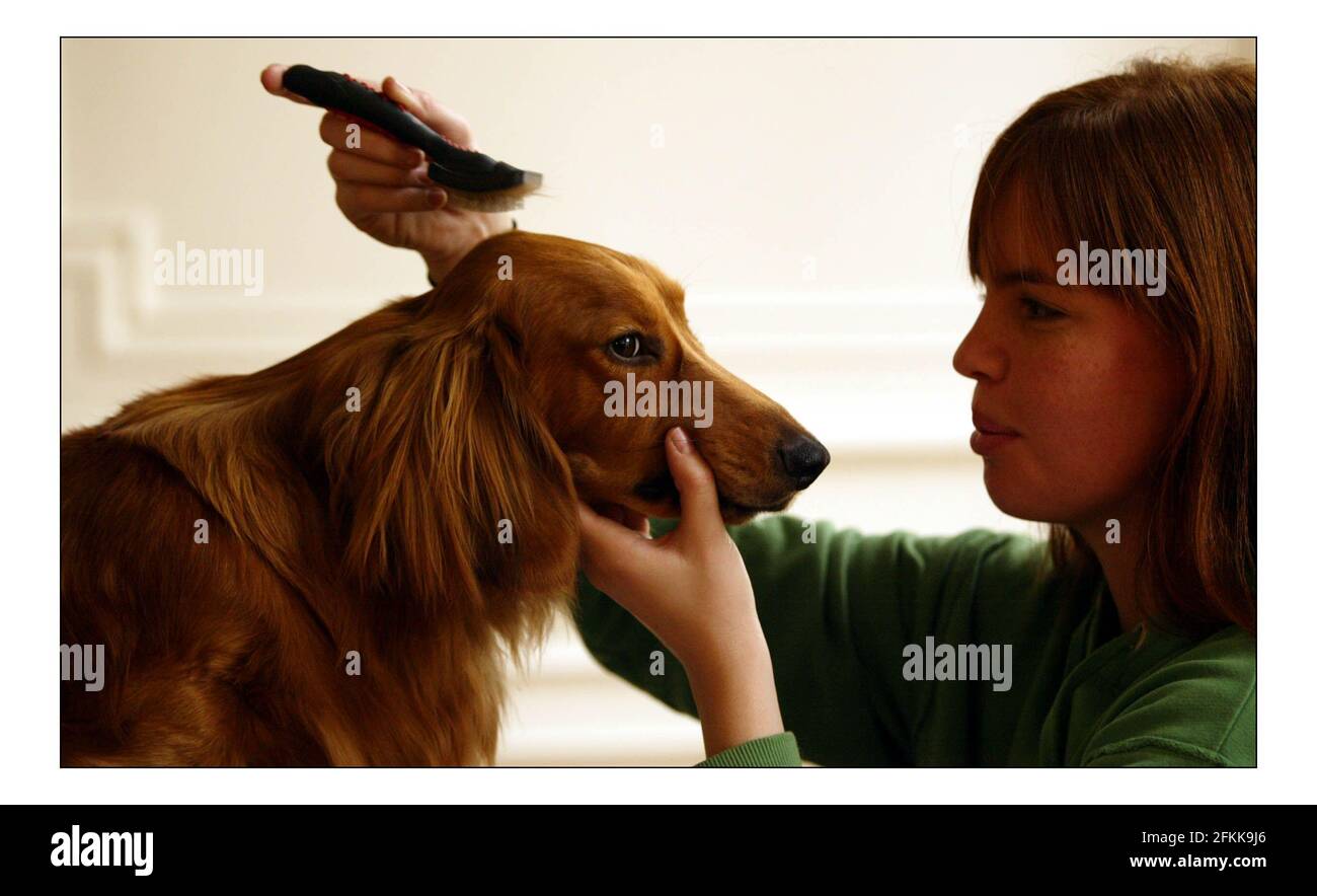 Preparing for the ring Rovi Kelner (dachshund) with handler Chamois ...