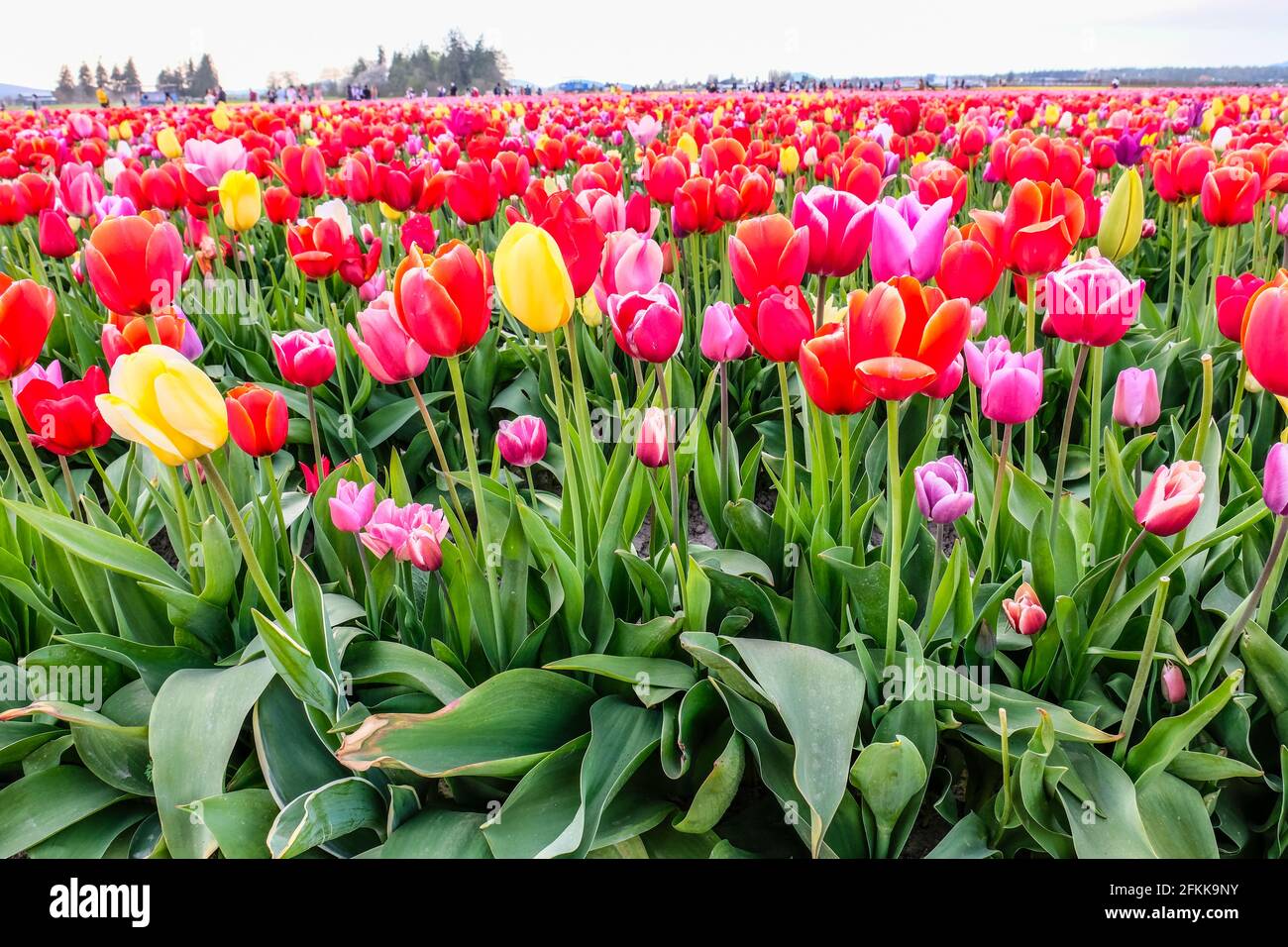 Bright colored Tulips In Blossom Stock Photo - Alamy