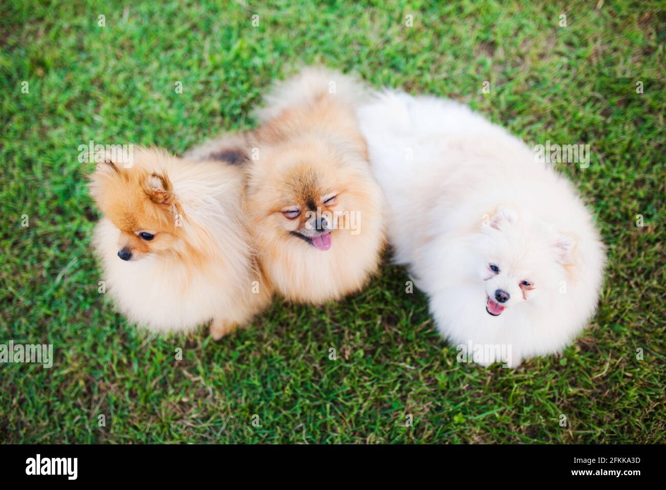 three Zverg Spitz Pomeranian puppies sitting on grass Stock Photo - Alamy