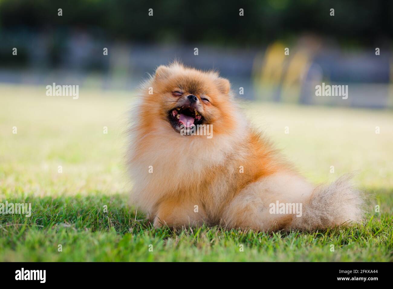Miniature spitz meadow hi-res stock photography and images - Alamy