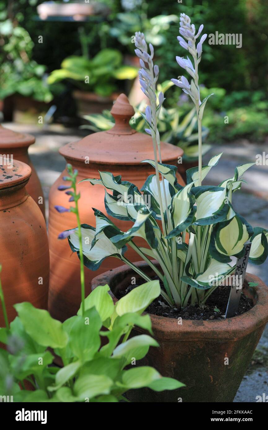 Dancing flower pot hi-res stock photography and images - Alamy