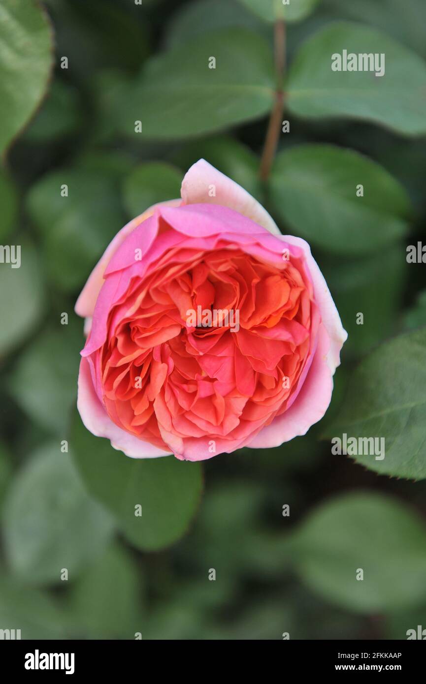 Orange-pink shrub rose (rosa) Chippendale blooms in a garden in summer ...