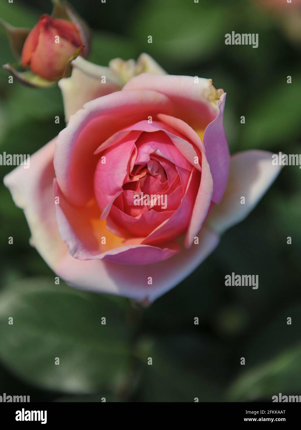 Orange-pink shrub rose (rosa) Chippendale blooms in a garden in summer ...