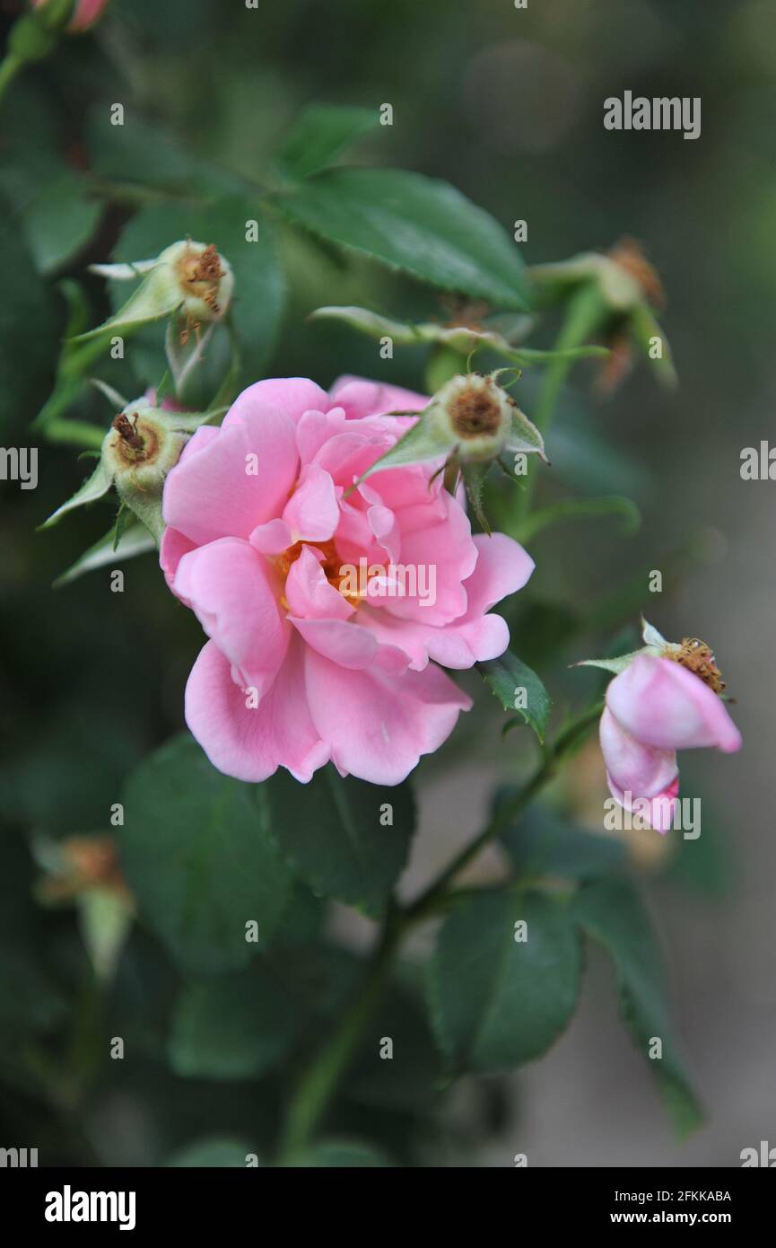 Christine rose hi-res stock photography and images - Alamy