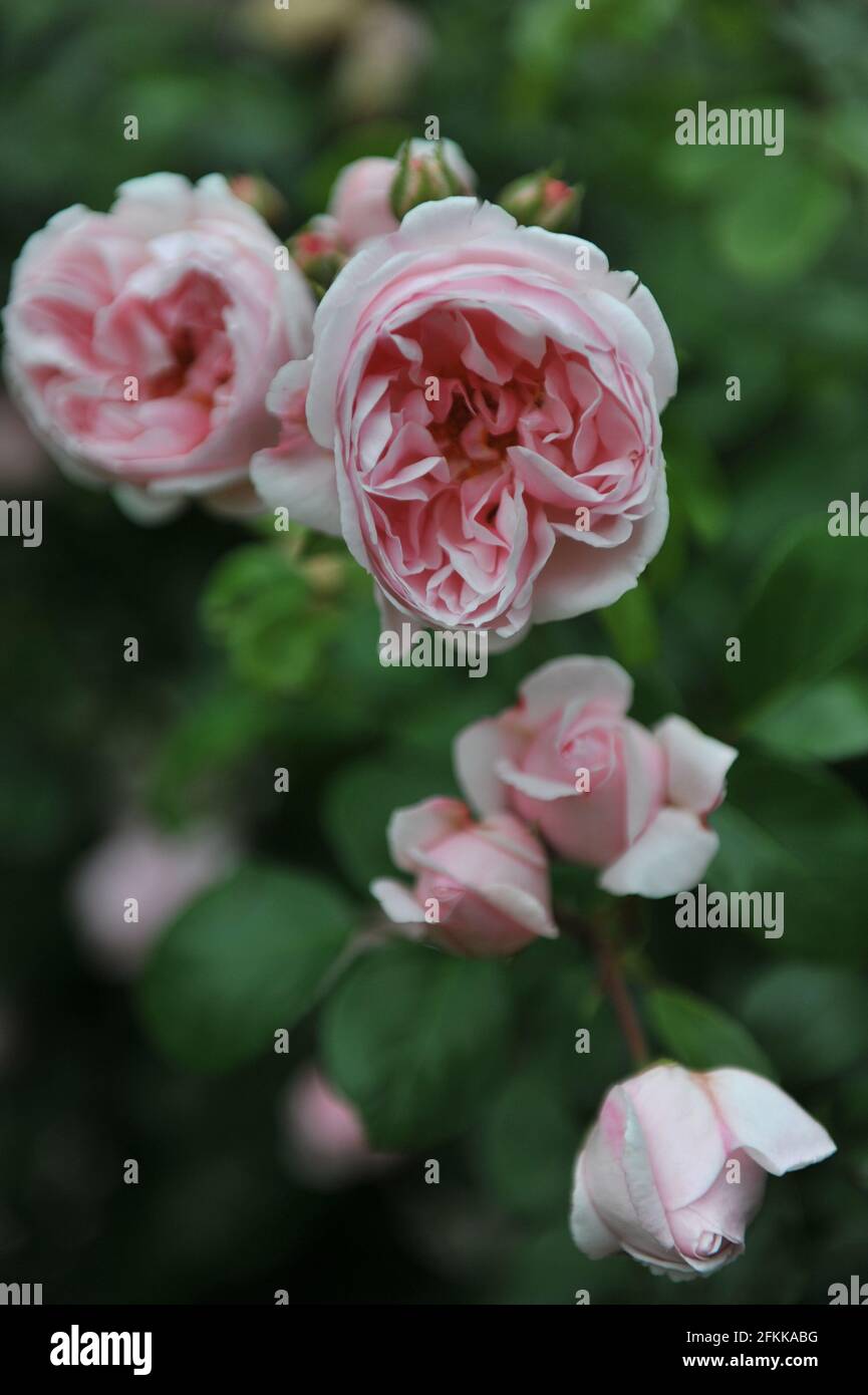 Pink shrub rose (Rosa) Cinderella blooms in a garden in June Stock ...