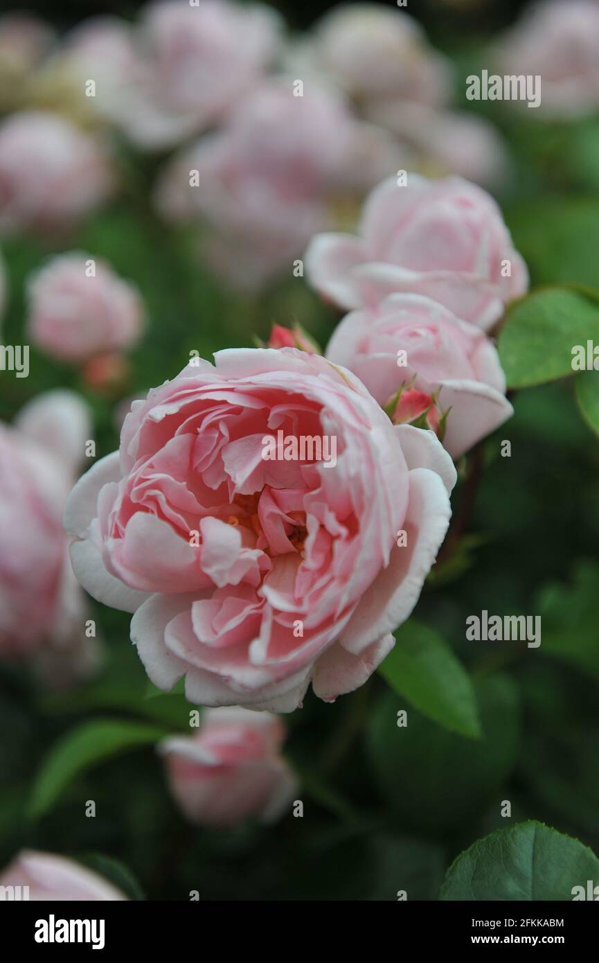 Pink shrub rose (Rosa) Cinderella blooms in a garden in June Stock ...
