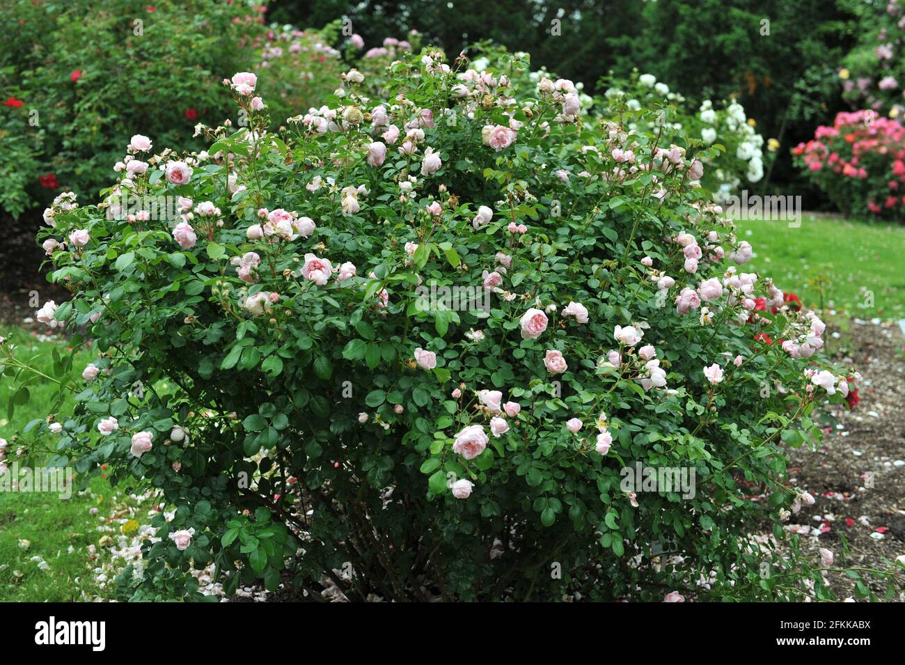 Pink shrub rose (Rosa) Cinderella blooms in a garden in June Stock ...