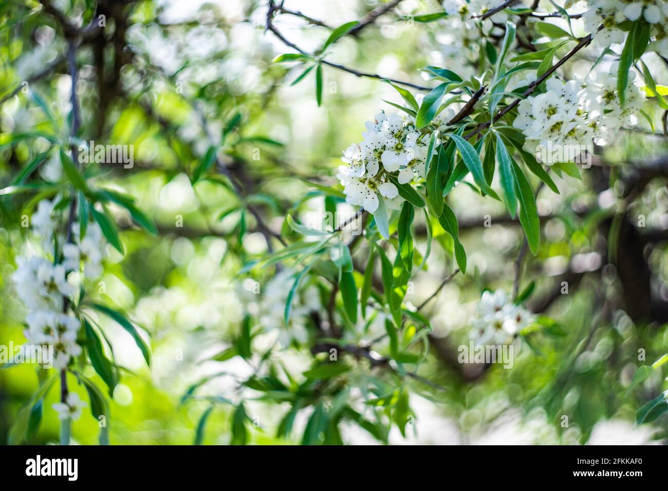 Weeping pear pyrus salicifolia hi-res stock photography and images - Alamy
