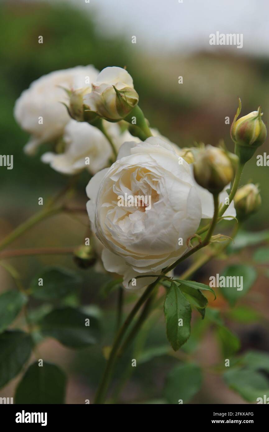 Claire austin rose hi-res stock photography and images - Alamy