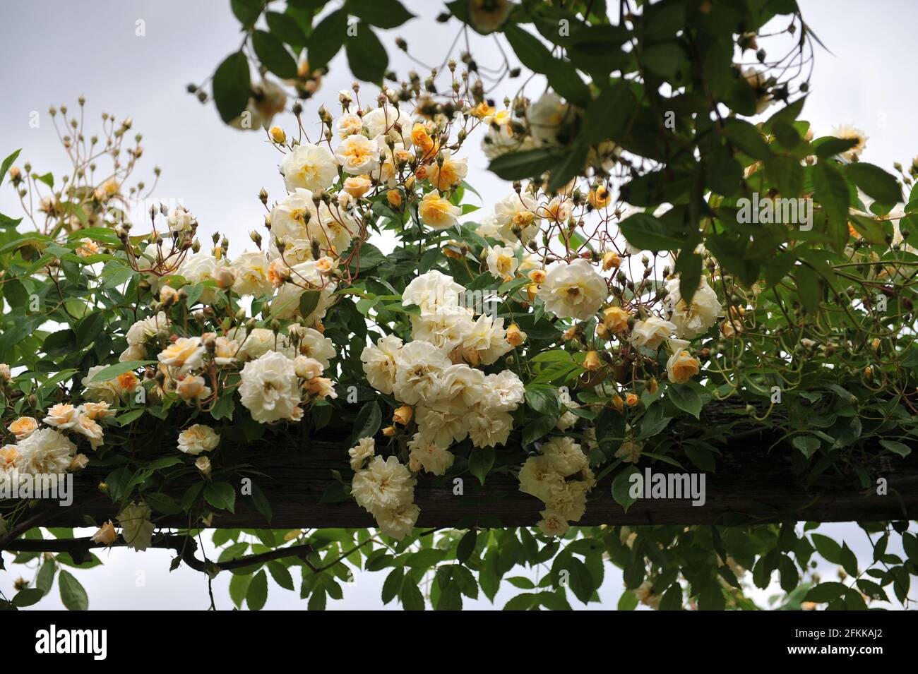 Rose pergola in garden hi-res stock photography and images - Alamy
