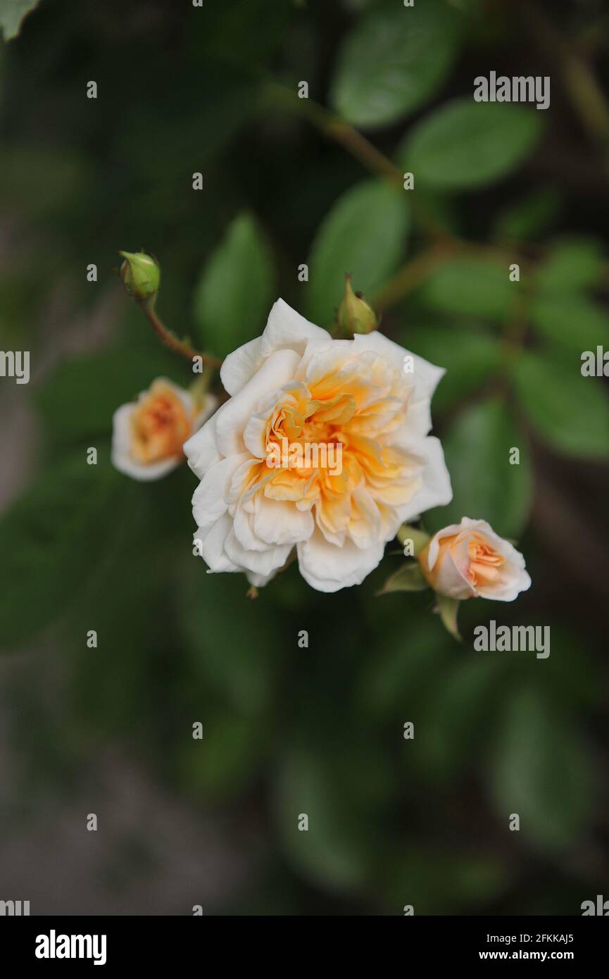 Light yellow Noisette rose (Rosa) Claire Jacquier blooms on a wooden ...