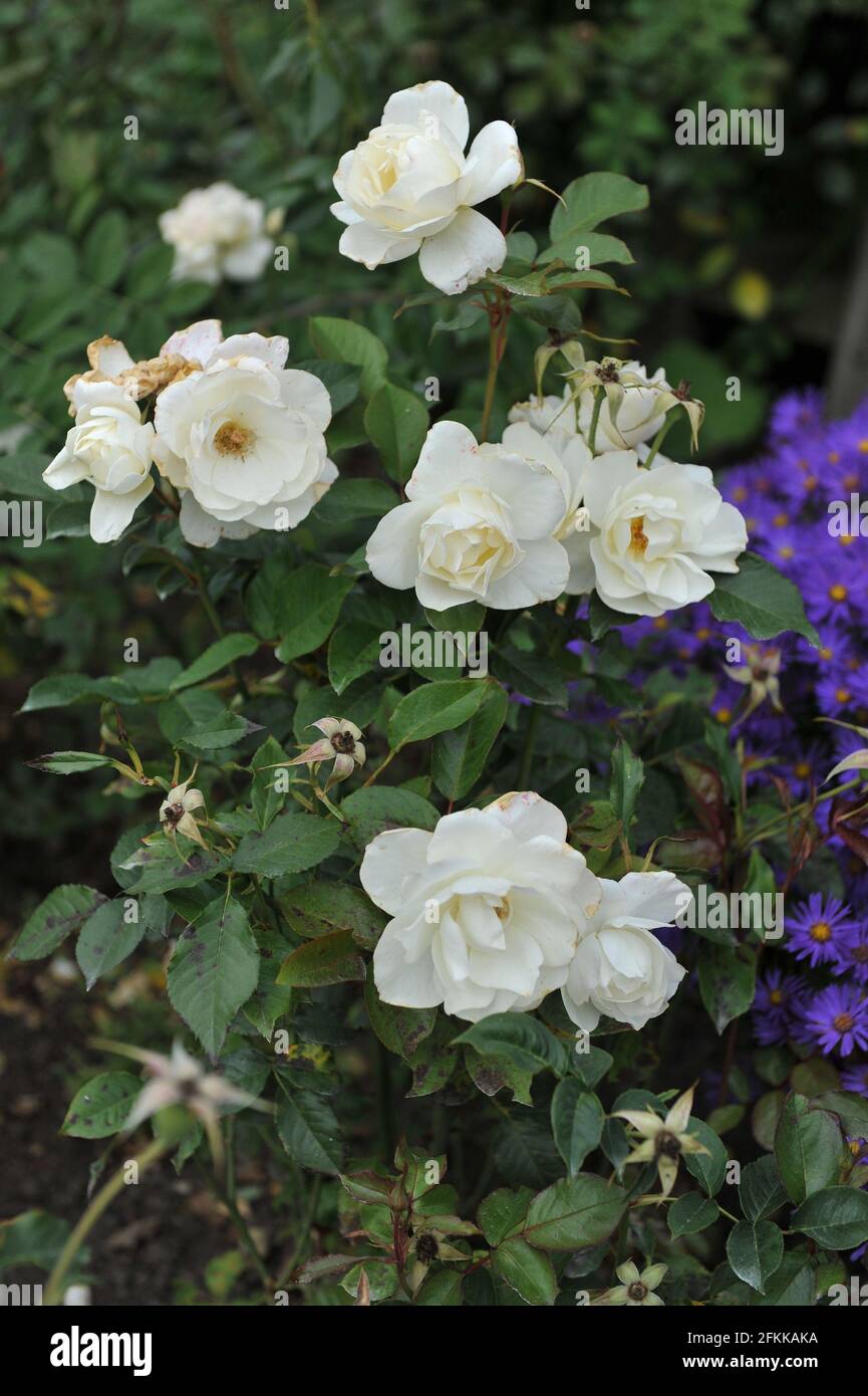 White Floribunda rose (Rosa) Class Act blooms in a garden in September ...