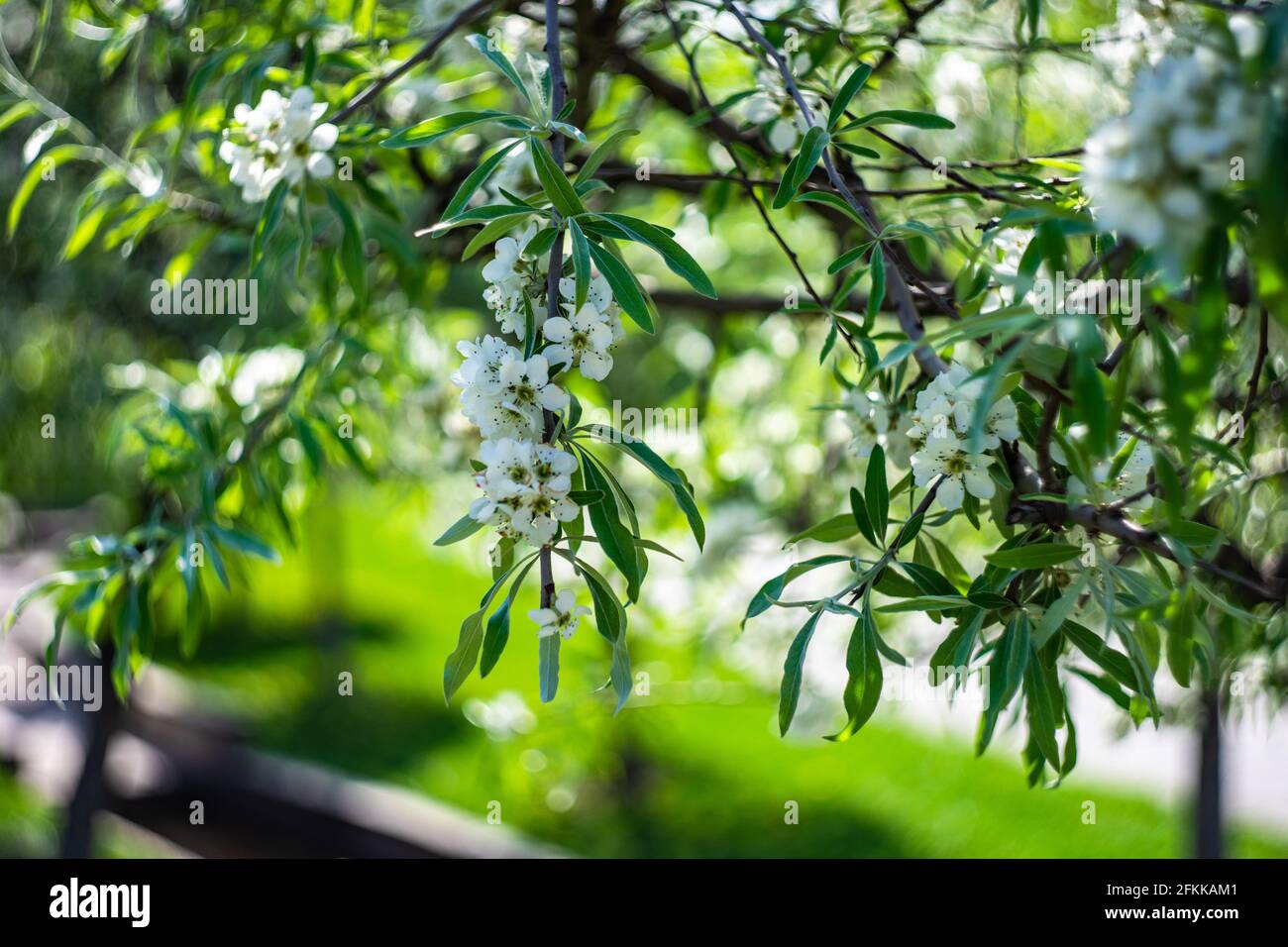 willow-leaved or weeping pear blooming tree in a garden Stock Photo - Alamy
