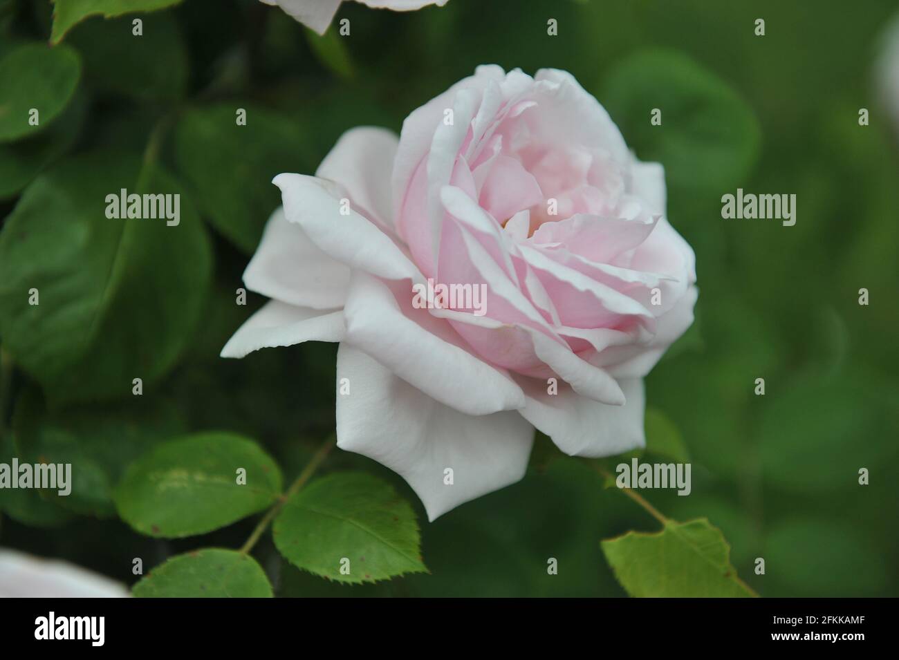 Light pink Hybrid Perpetual rose (Rosa) Clio blooms in a garden in June ...