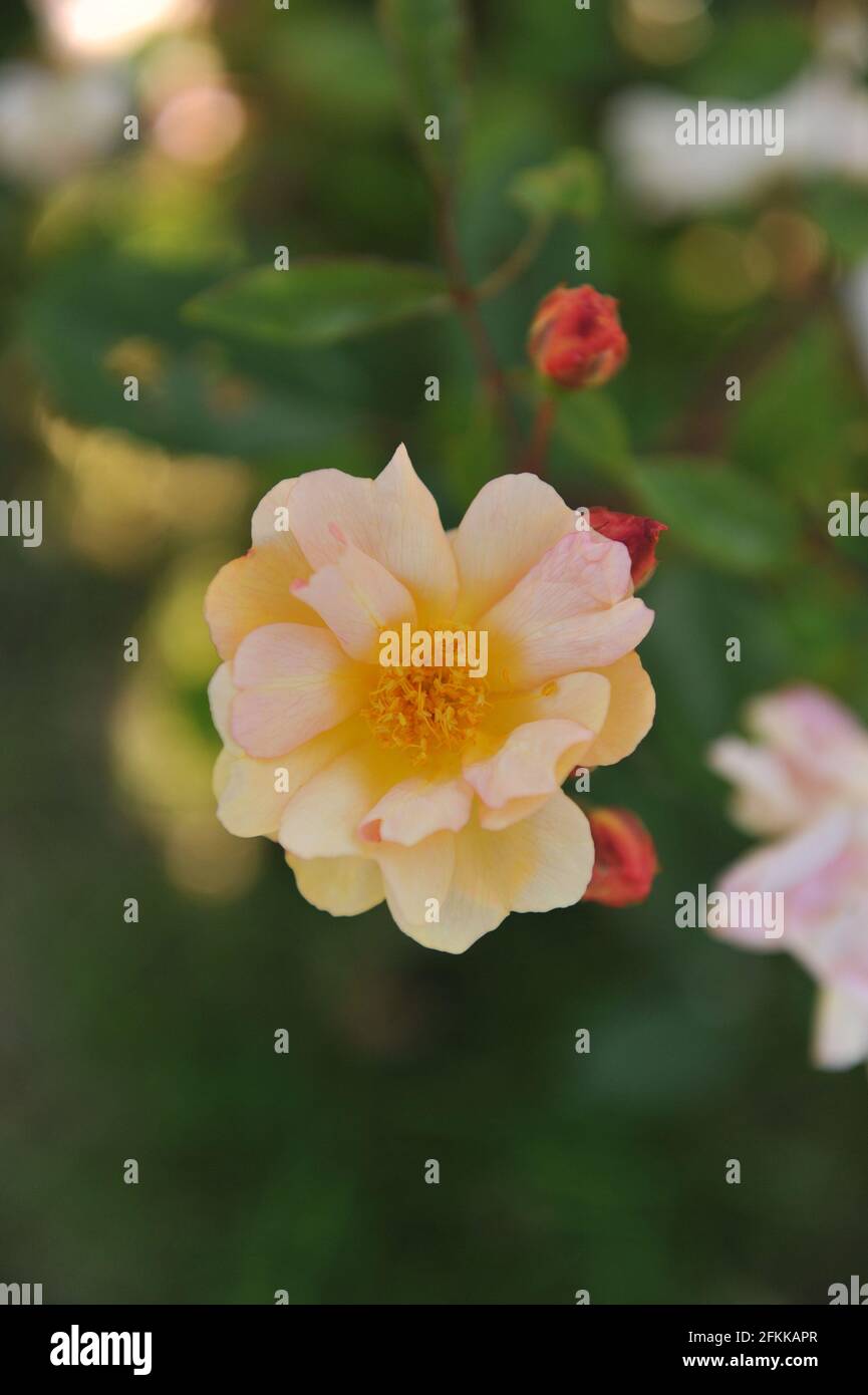 Orange-pink Hybrid Musk rose (Rosa) Clytemnestra blooms in a garden in ...