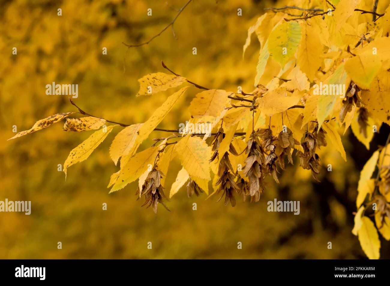 Fall, autumn, leaves background. A tree branch with autumn leaves on a ...